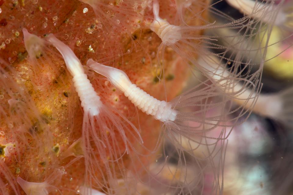 The jellyfish are coming! – The Helm Lab Blog