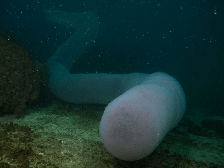 What are these giant tube-shaped animals showing up in the Azores ...
