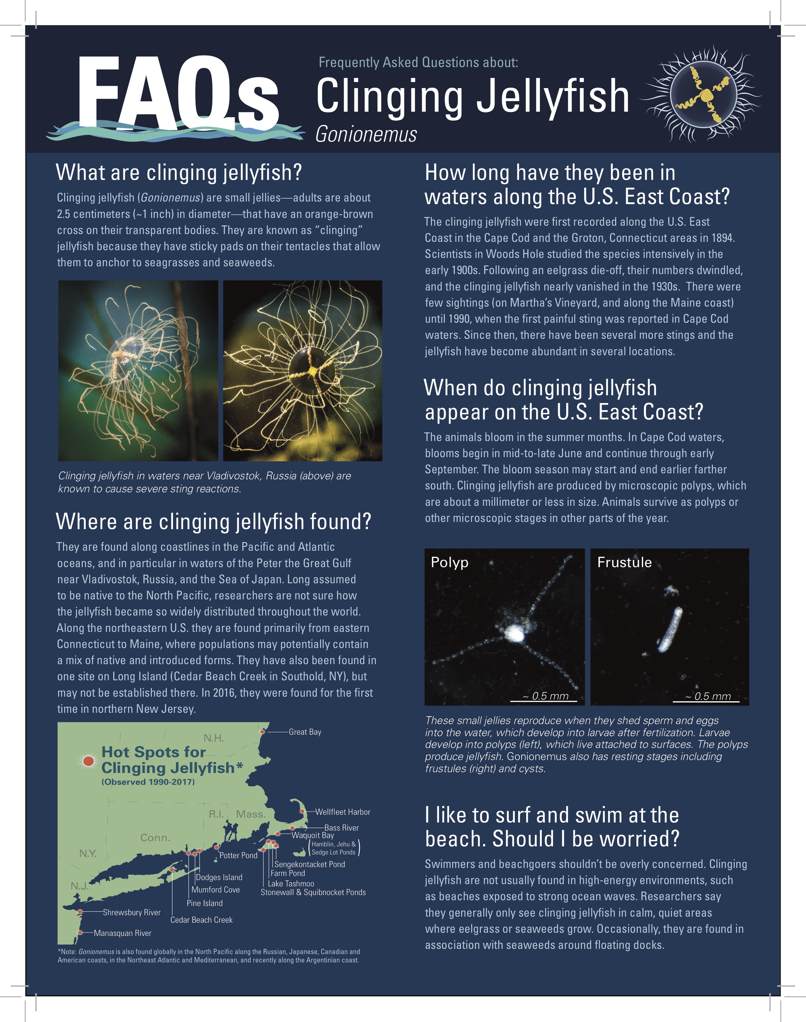 What are clinging jellyfish? – The Helm Lab Blog