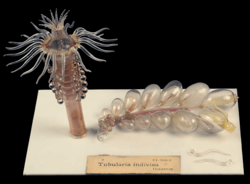 Invertebrate development in glass – The Helm Lab Blog