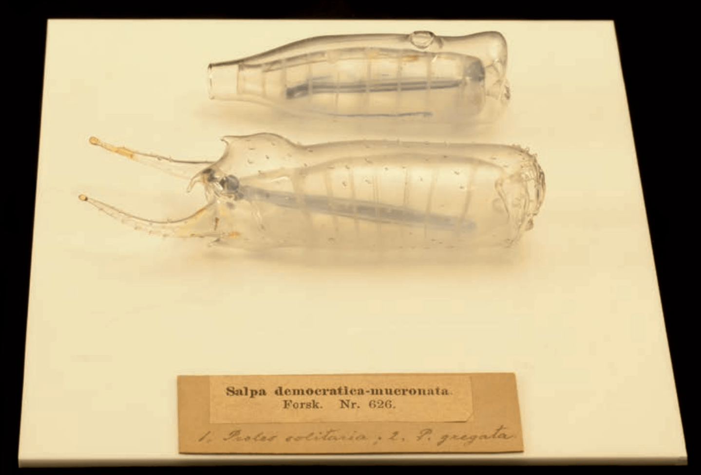 Unbelievable animals made out of glass – The Helm Lab Blog