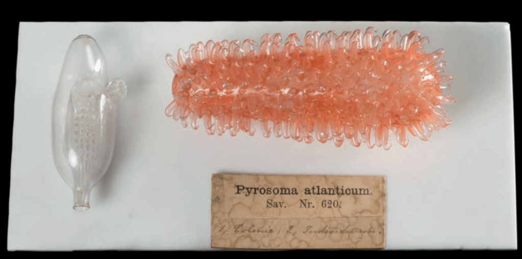 Unbelievable animals made out of glass – The Helm Lab Blog