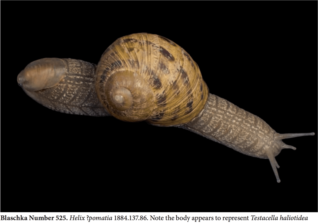 Unbelievable animals made out of glass – The Helm Lab Blog