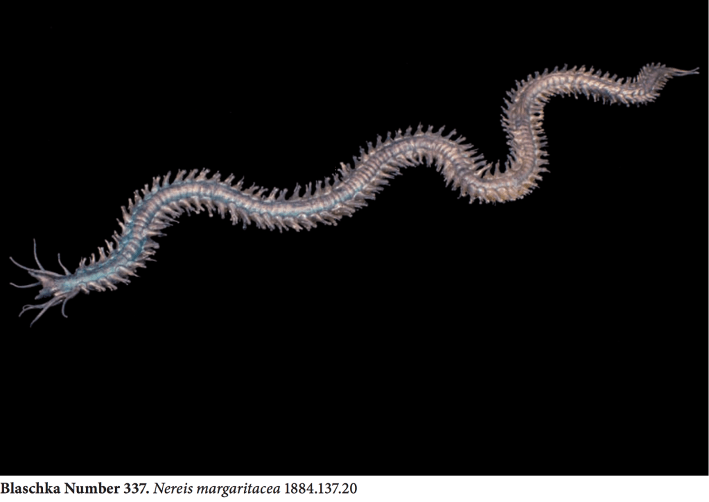 Unbelievable animals made out of glass – The Helm Lab Blog