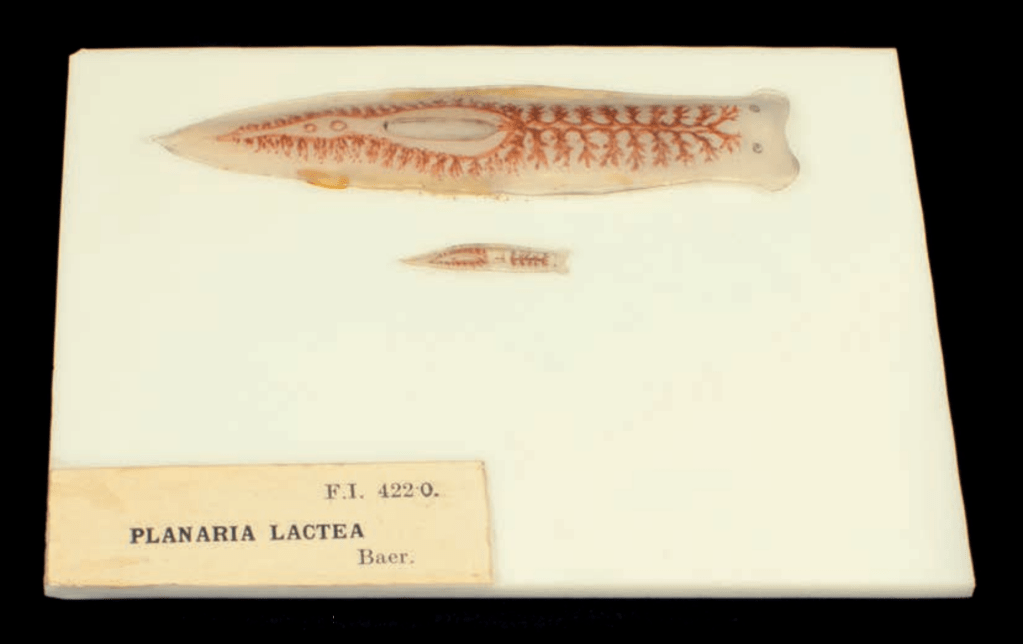 Unbelievable animals made out of glass – The Helm Lab Blog