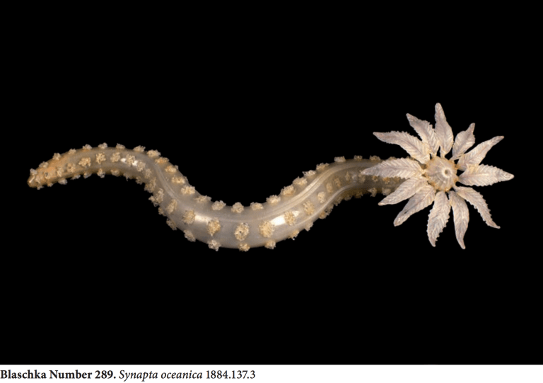 Unbelievable animals made out of glass – The Helm Lab Blog