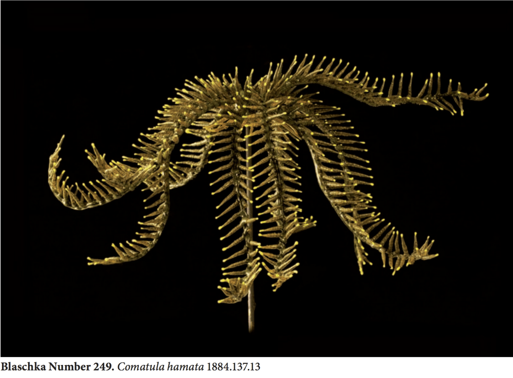 Unbelievable animals made out of glass – The Helm Lab Blog