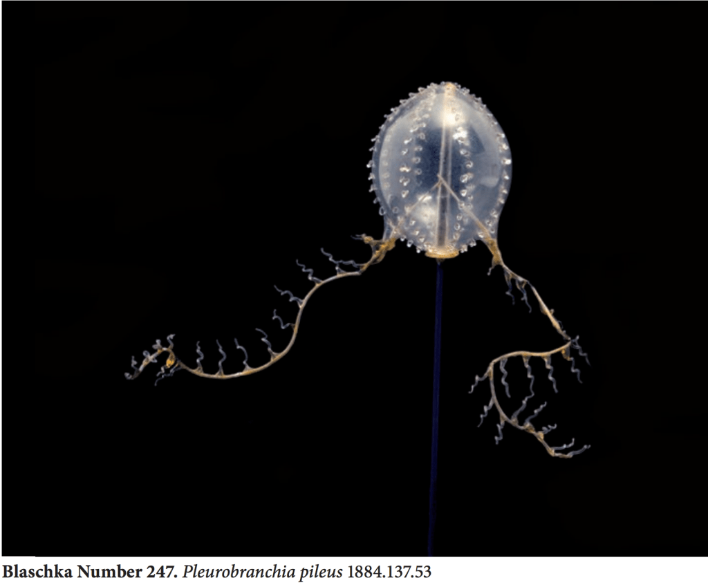 Unbelievable animals made out of glass – The Helm Lab Blog