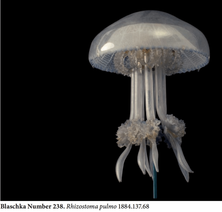 Unbelievable animals made out of glass – The Helm Lab Blog