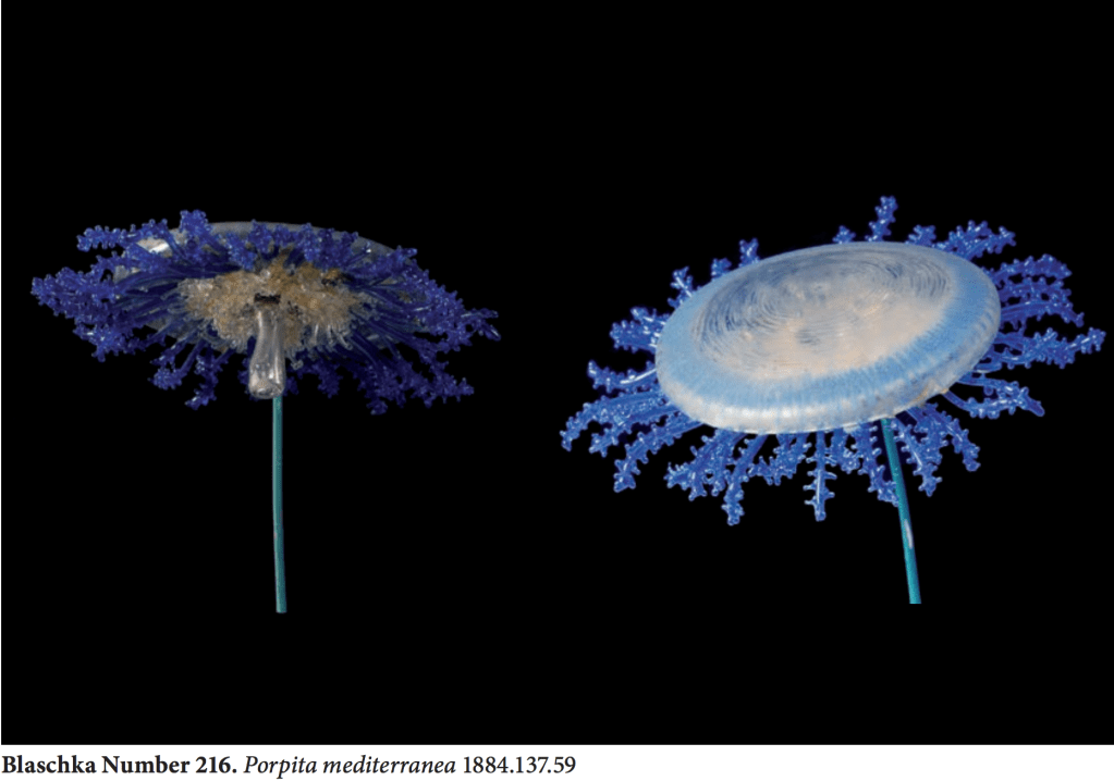 Unbelievable animals made out of glass – The Helm Lab Blog
