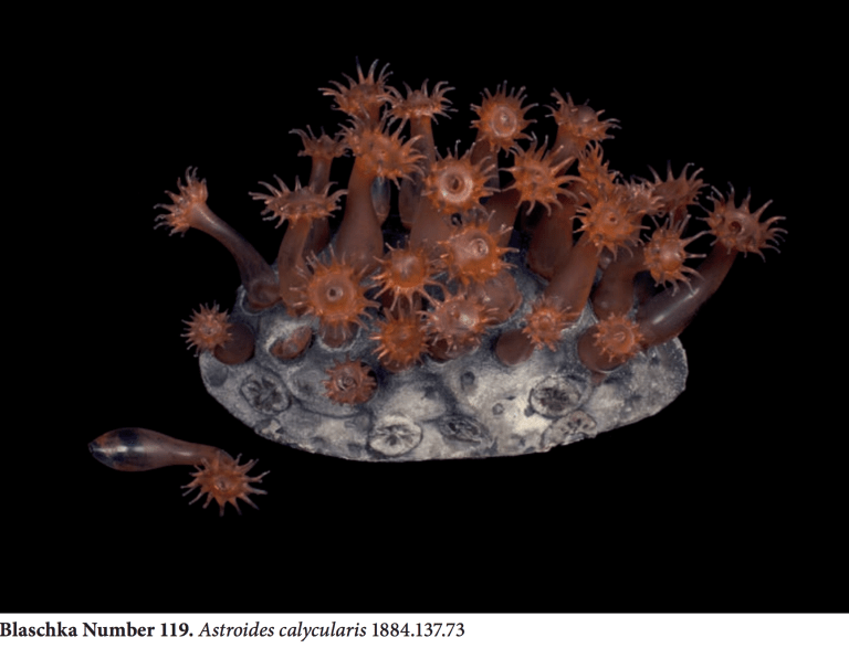 Unbelievable animals made out of glass – The Helm Lab Blog