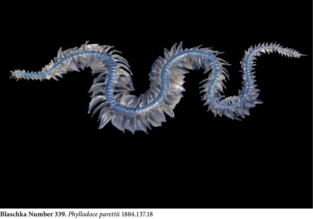 Unbelievable animals made out of glass – The Helm Lab Blog