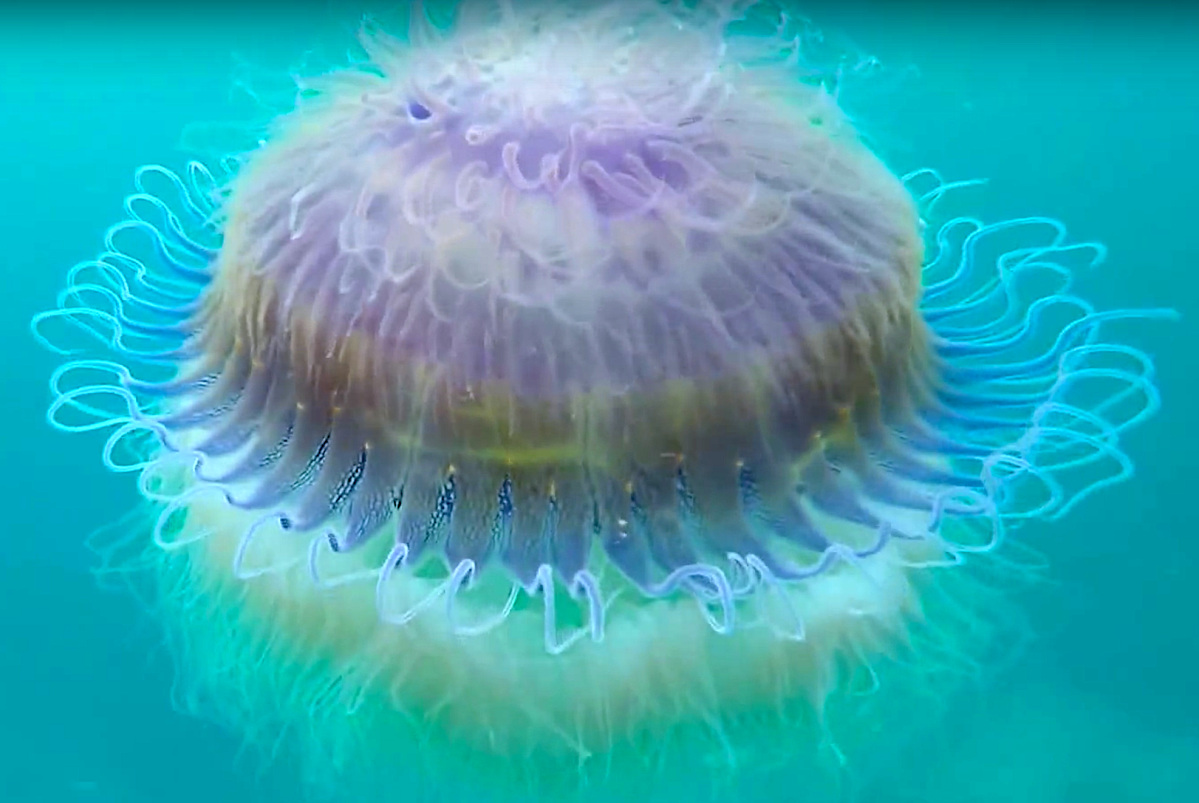 Video: Soft purple jellyfish covered in ribbons – The Helm Lab Blog