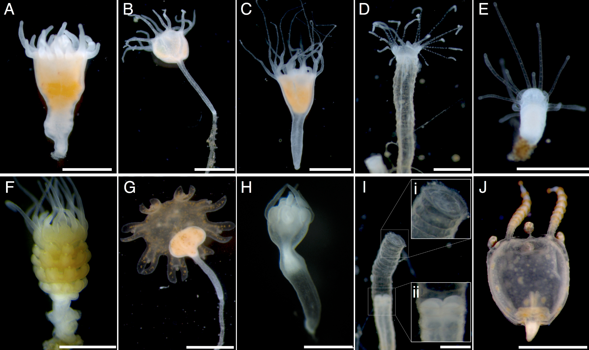 A Guide for Aquarists: Using Chemicals to Grow Jellyfish in Captivity ...