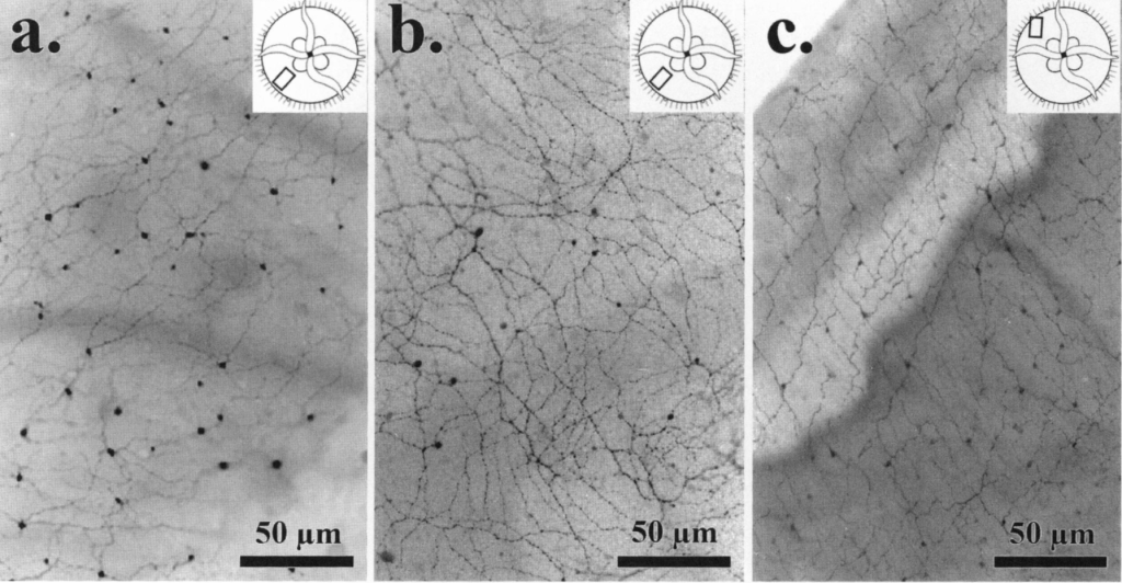 How do jellyfish perceive the world? – The Helm Lab Blog